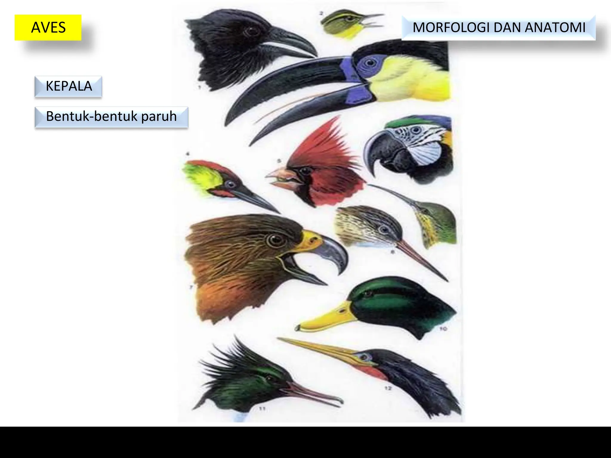 Materi AVES, pengertian, klasifikasi, anatomi | PPTX