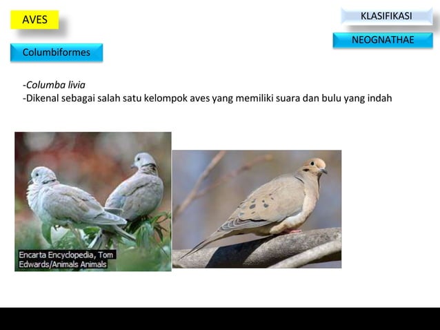 Materi AVES, pengertian, klasifikasi, anatomi | PPTX
