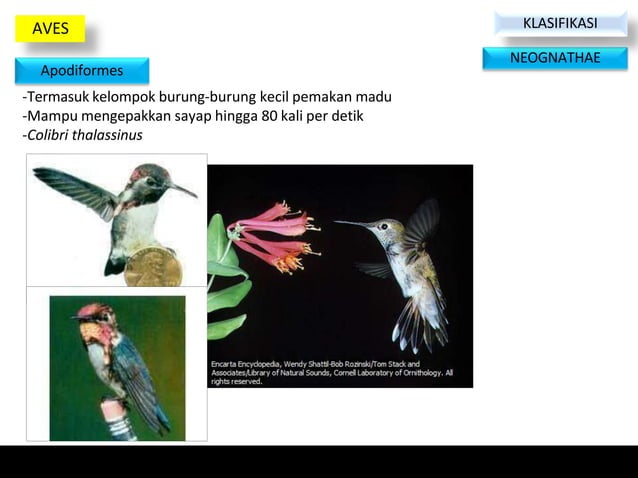 Materi AVES, pengertian, klasifikasi, anatomi | PPTX