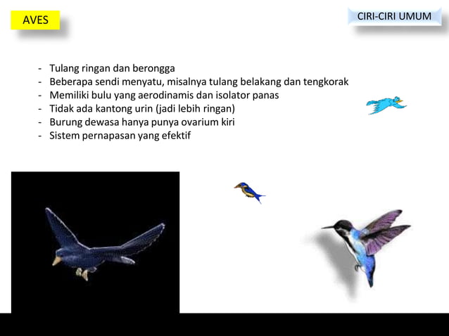 Materi AVES, pengertian, klasifikasi, anatomi | PPTX
