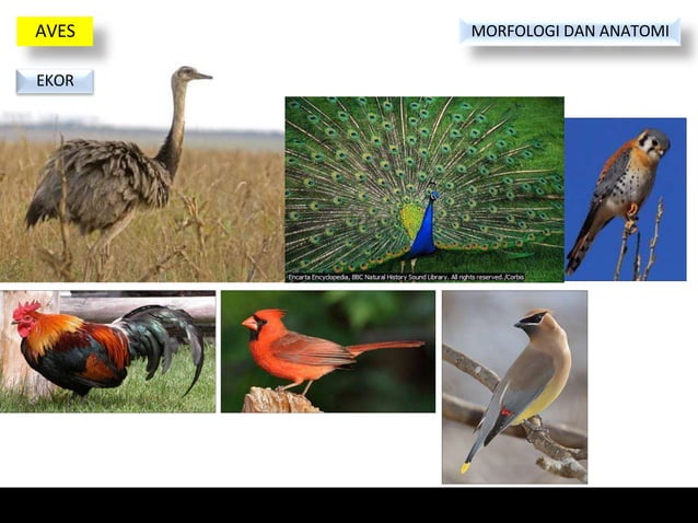 Materi AVES, pengertian, klasifikasi, anatomi | PPTX