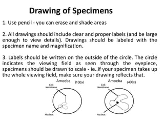 1.0 - The Light Miscroscope.ppt microscopy | PPT