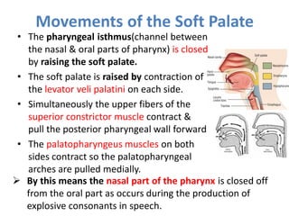 1.anatomy of Oral cavity & Salivary glands.pdf