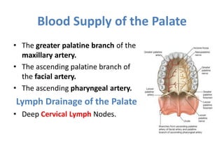 1.anatomy of Oral cavity & Salivary glands.pdf