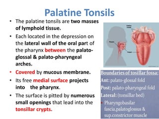 1.anatomy of Oral cavity & Salivary glands.pdf