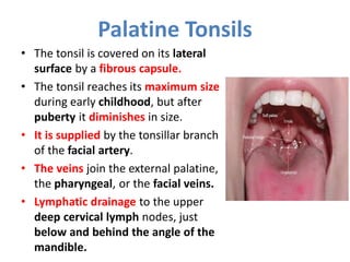 1.anatomy of Oral cavity & Salivary glands.pdf