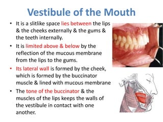 1.anatomy of Oral cavity & Salivary glands.pdf