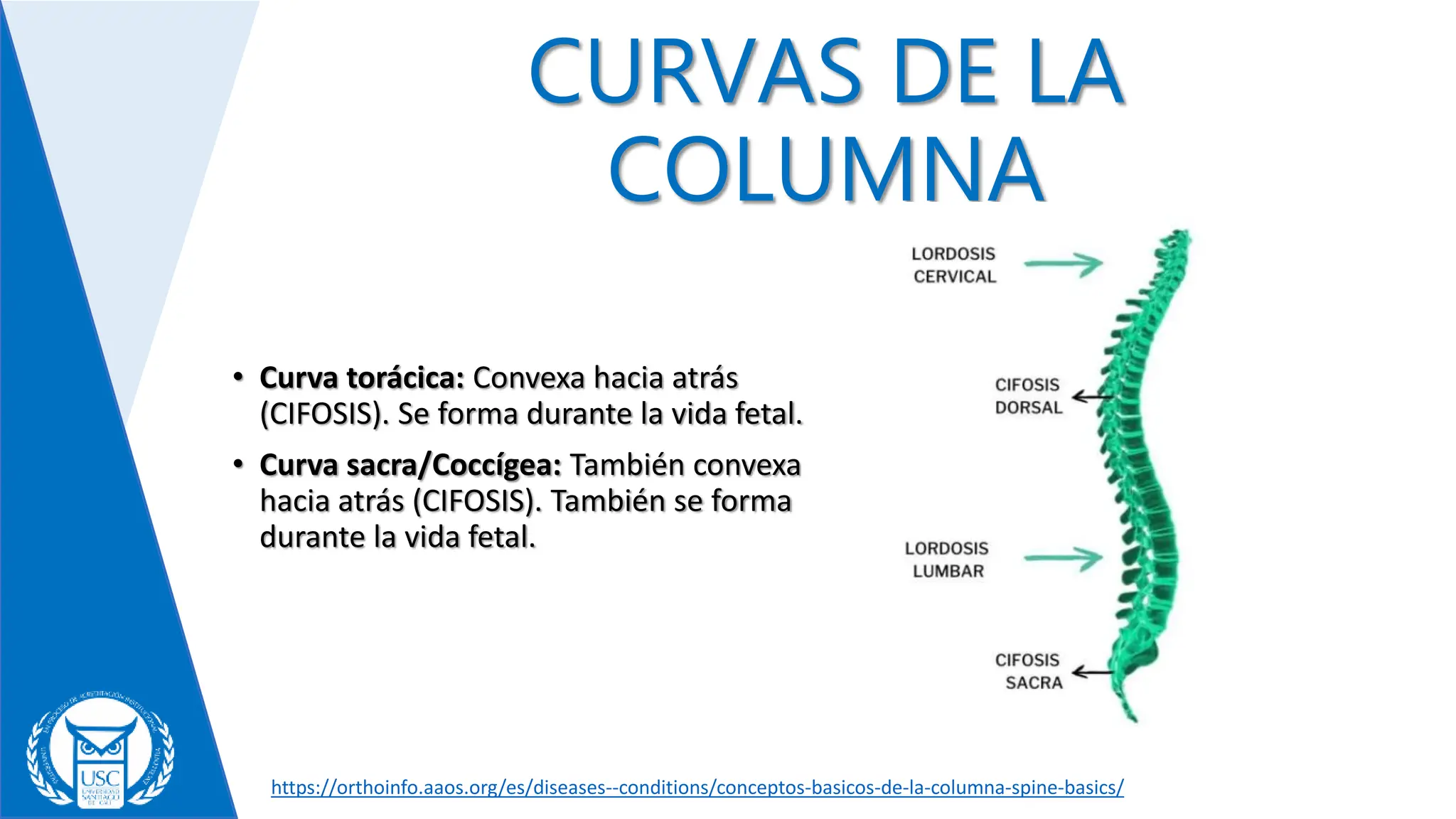 ANATOMIA DE LA COLUMNA universidad santiago | PPTX