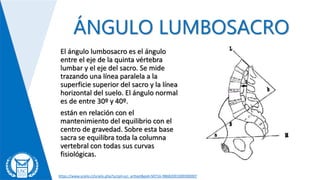 ANATOMIA DE LA COLUMNA universidad santiago | PPTX