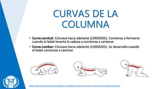 ANATOMIA DE LA COLUMNA universidad santiago | PPT