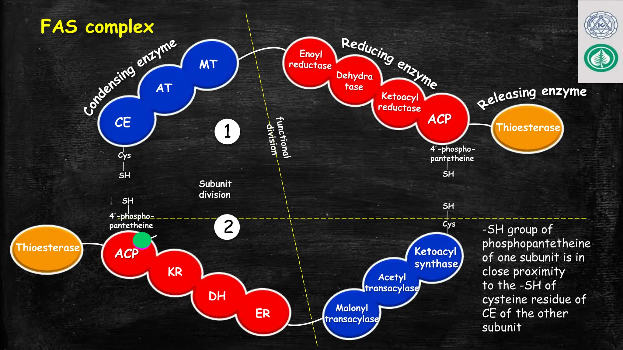 1.FATTY ACID SYNTHESIS FOR MBBS, LABORATORY MEDICINEAND BDS.ppt