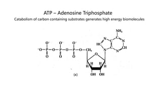 1. METABOLISM_dalam tubuh manusia_123.pptx