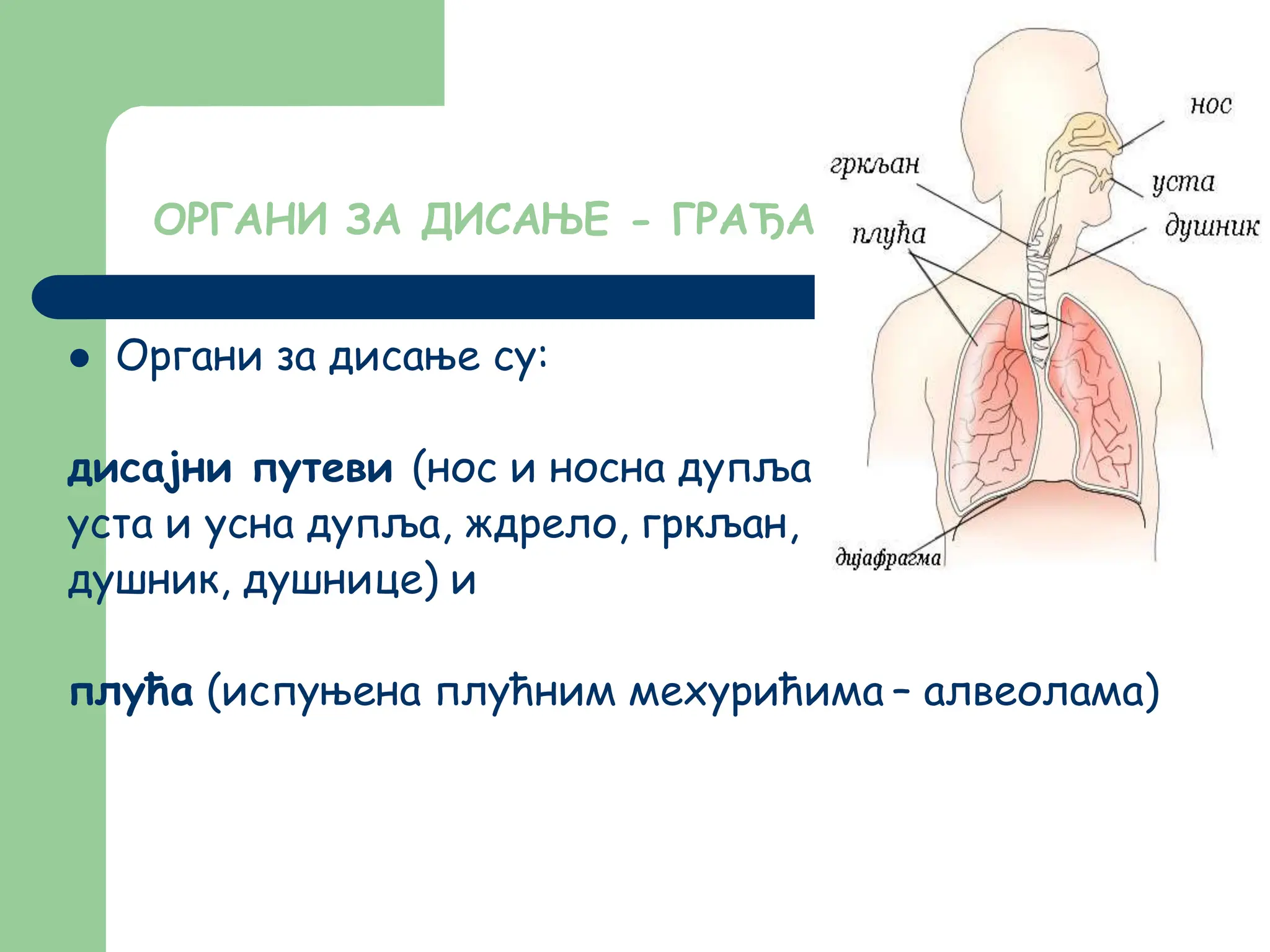 Organi za disanje kod čoveka-pregled i građa.ppt