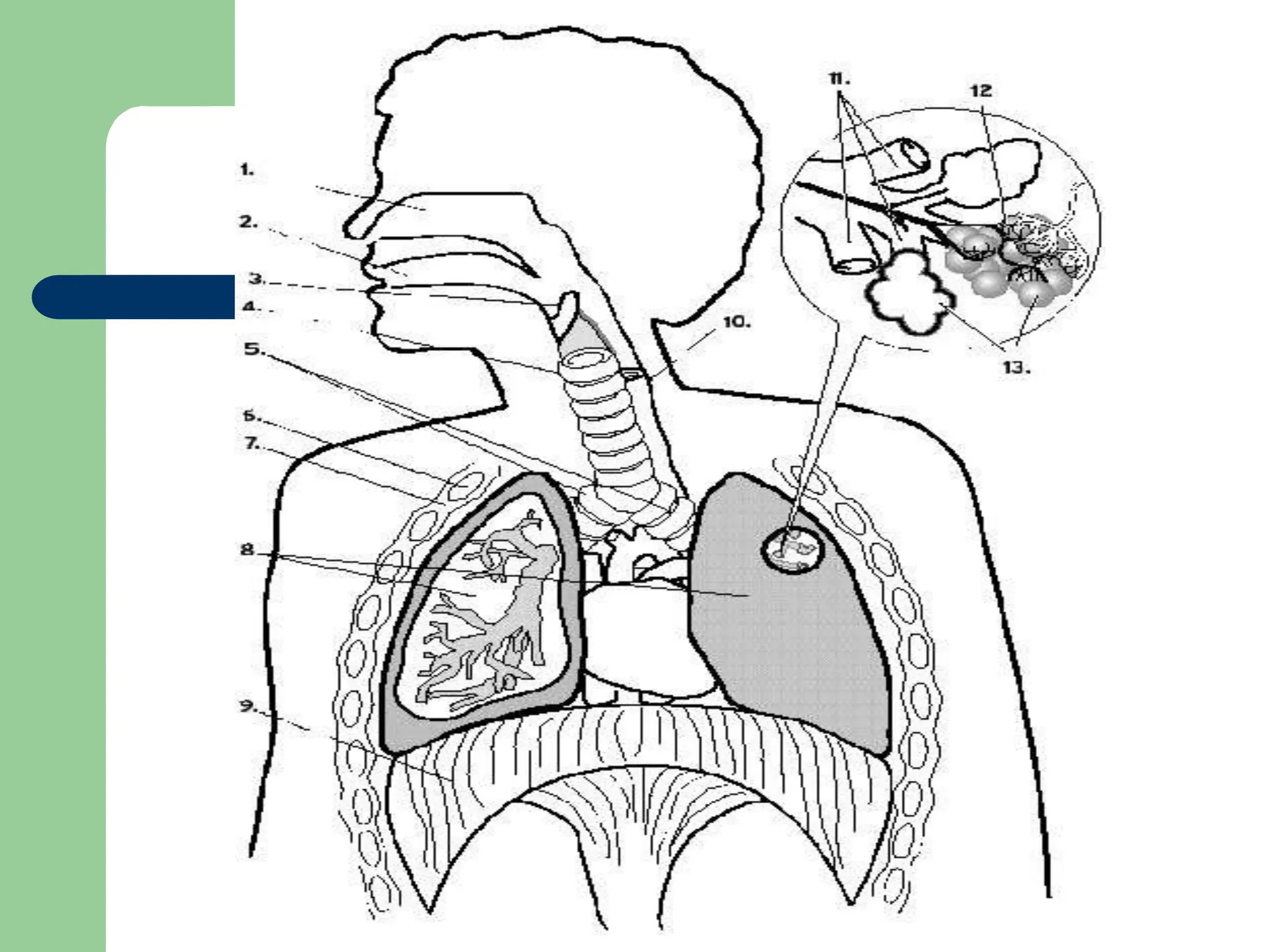 Organi za disanje kod čoveka-pregled i građa.ppt