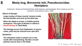 Sucking Insect pests of rice, Identification, Binomics, Integrated Pest ...