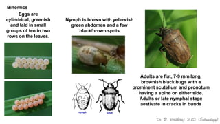 Sucking Insect pests of rice, Identification, Binomics, Integrated Pest ...