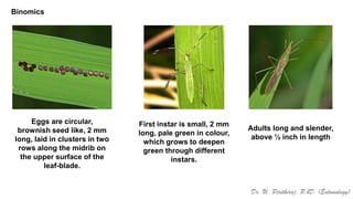Sucking Insect pests of rice, Identification, Binomics, Integrated Pest ...