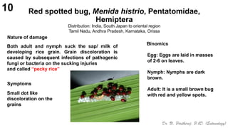 Sucking Insect pests of rice, Identification, Binomics, Integrated Pest ...