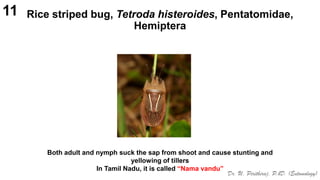 Sucking Insect pests of rice, Identification, Binomics, Integrated Pest ...