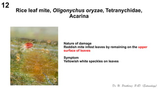 Sucking Insect pests of rice, Identification, Binomics, Integrated Pest ...