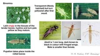 Sucking Insect pests of rice, Identification, Binomics, Integrated Pest ...