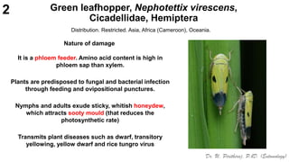 Sucking Insect pests of rice, Identification, Binomics, Integrated Pest ...
