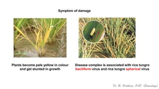 Sucking Insect pests of rice, Identification, Binomics, Integrated Pest ...