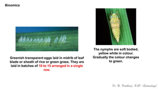 Sucking Insect pests of rice, Identification, Binomics, Integrated Pest ...
