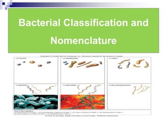 1.2-Classification of bacthhhf fteria(0).ppt
