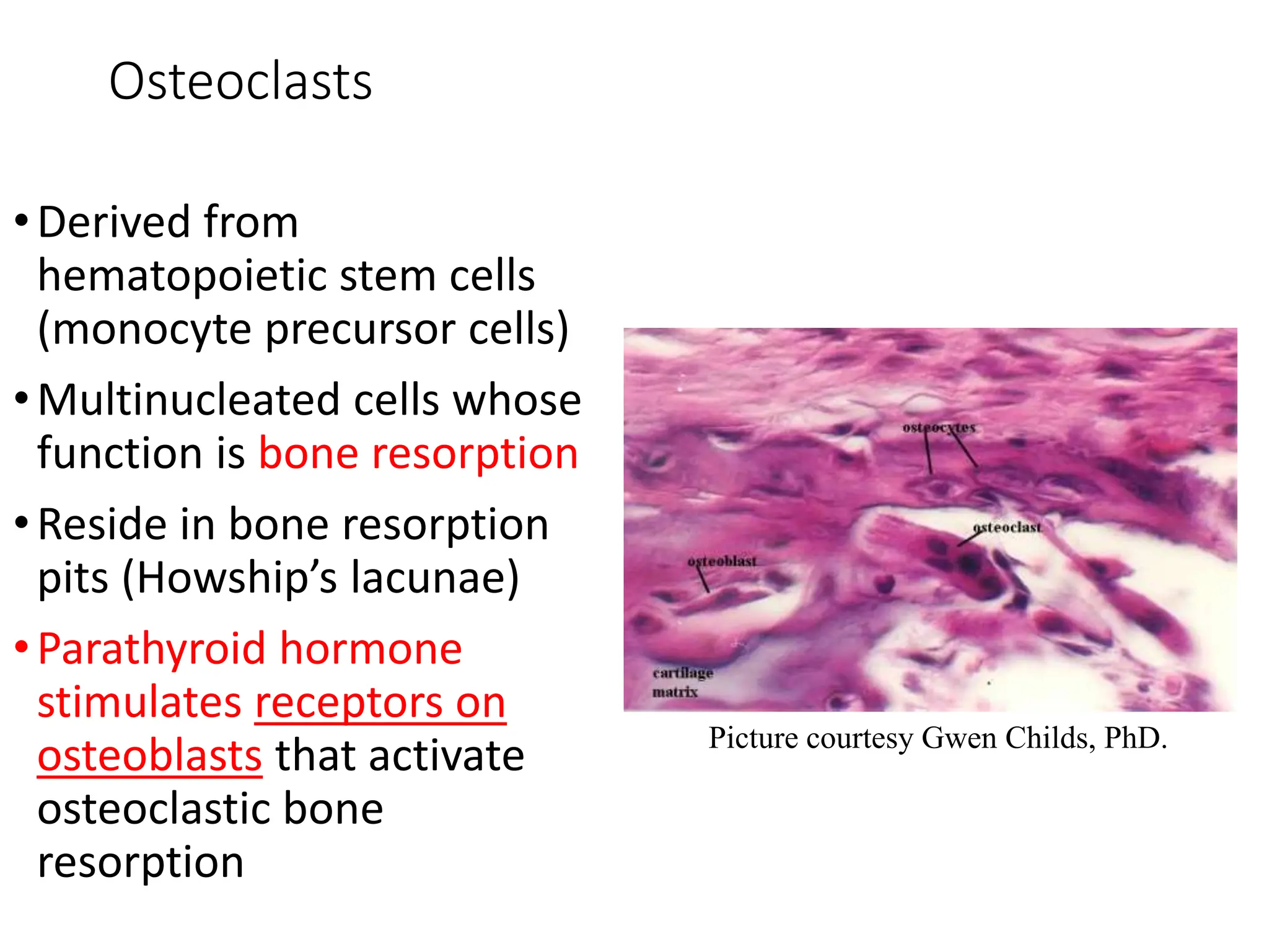 1.Structure and function of mss lecture(1).ppt