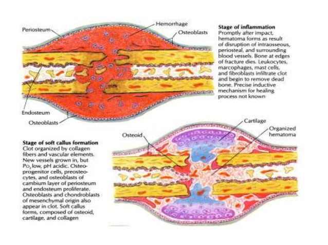 1 Structure And Function Of Mss Lecture 1 Ppt