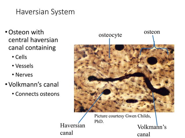 1 Structure And Function Of Mss Lecture 1 Ppt
