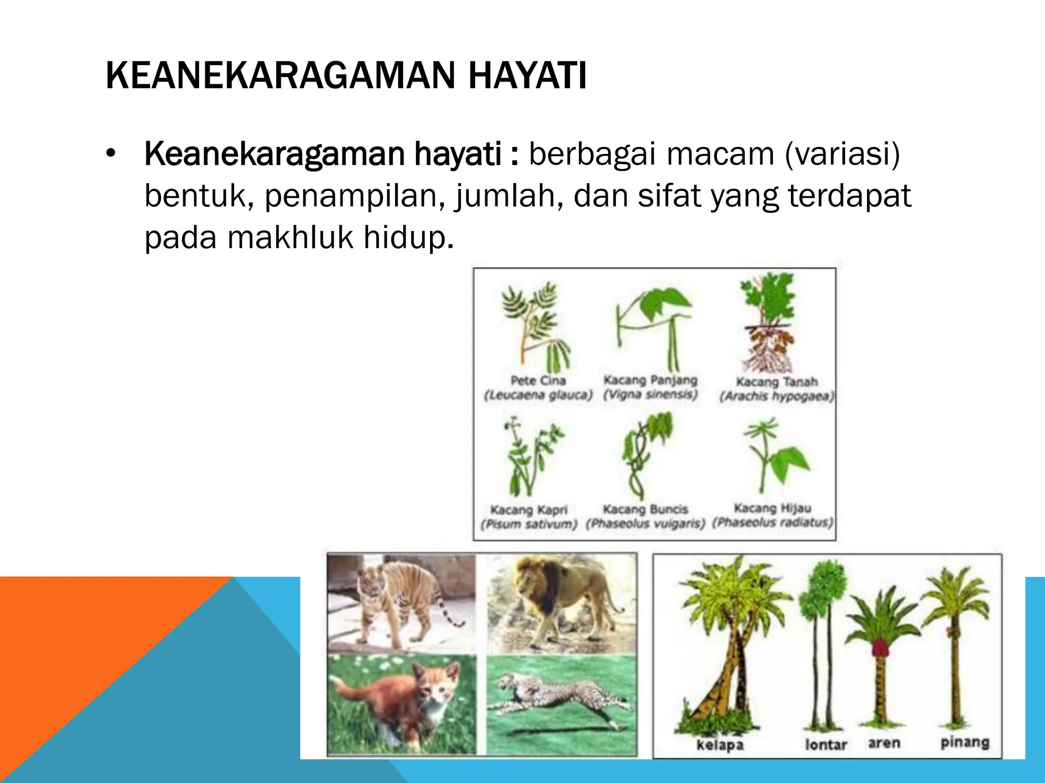 KEANEKARAGAMAN MAKHLUK HIDUP IPA KELAS 7 | PDF