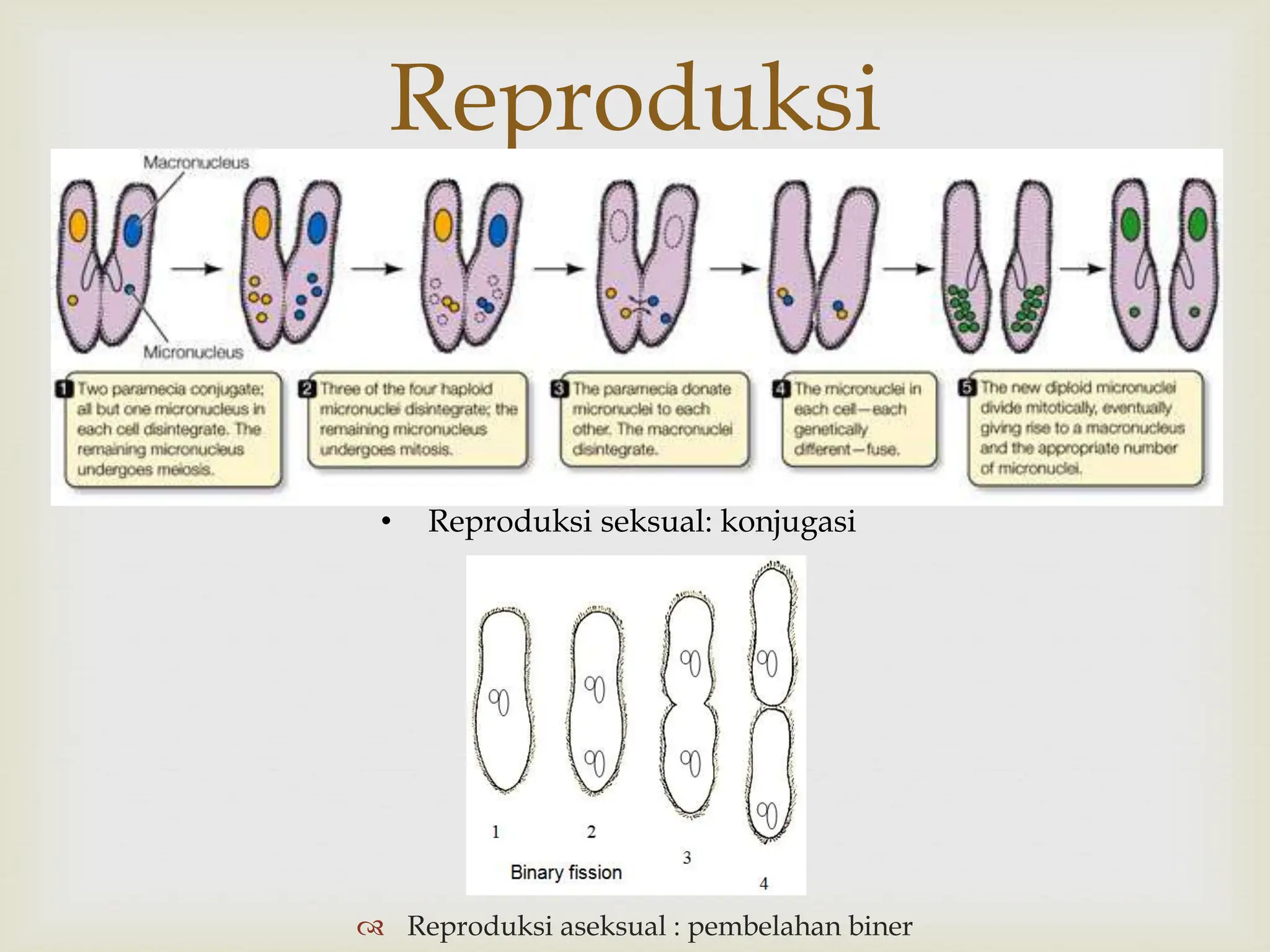 PRESENTASI BIOLOGI TENTANG PROTISTA BIOLOGI KELAS 10 | PPT