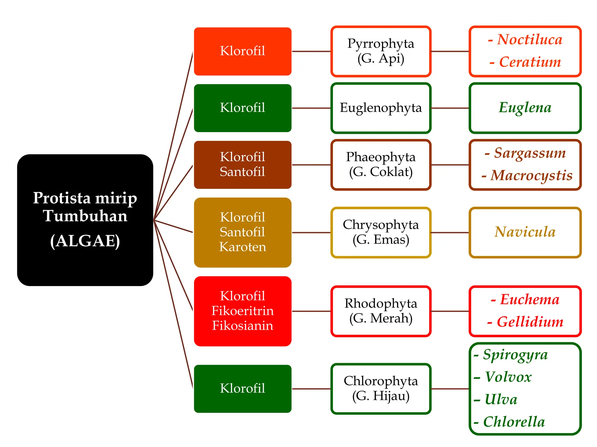 PRESENTASI BIOLOGI TENTANG PROTISTA BIOLOGI KELAS 10 | PPT