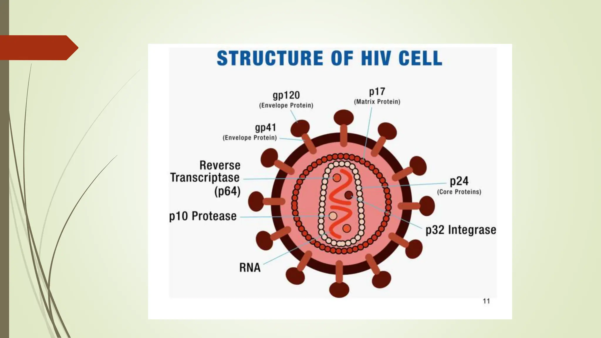 1. HIV/AIDS & STIs Complete Notes presentation | PPTX