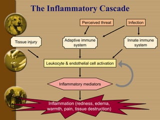1. Anti-inflammatory drugs.pptx for pharmacy | PPTX