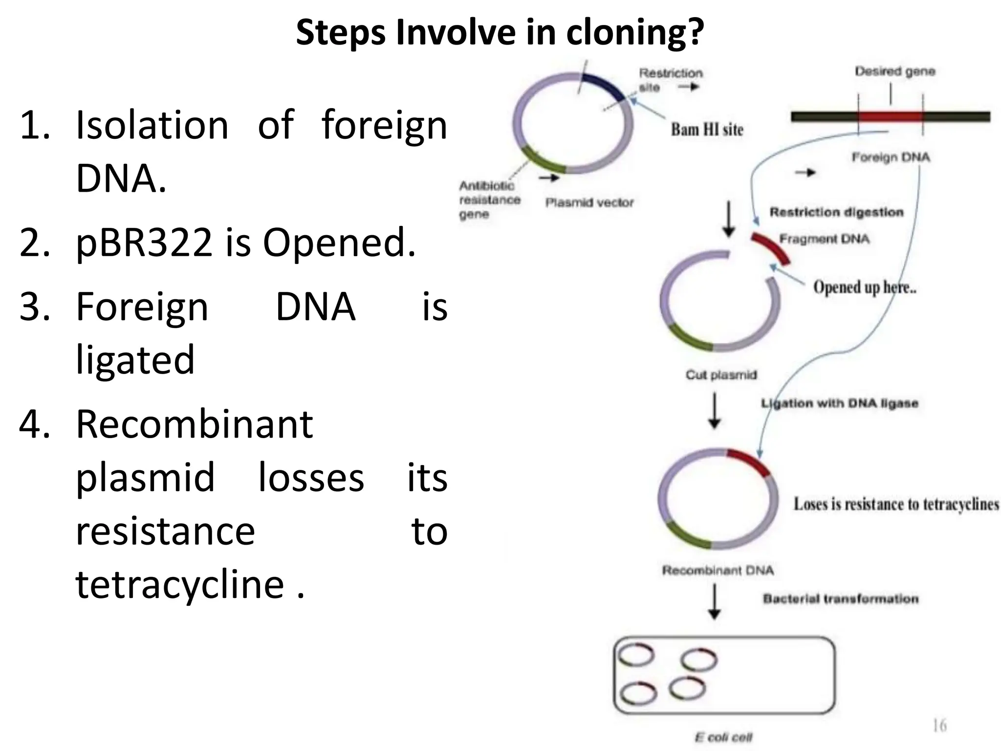 1. Study of cloning vectors, restriction endonucleases and DNA ligase.pptx