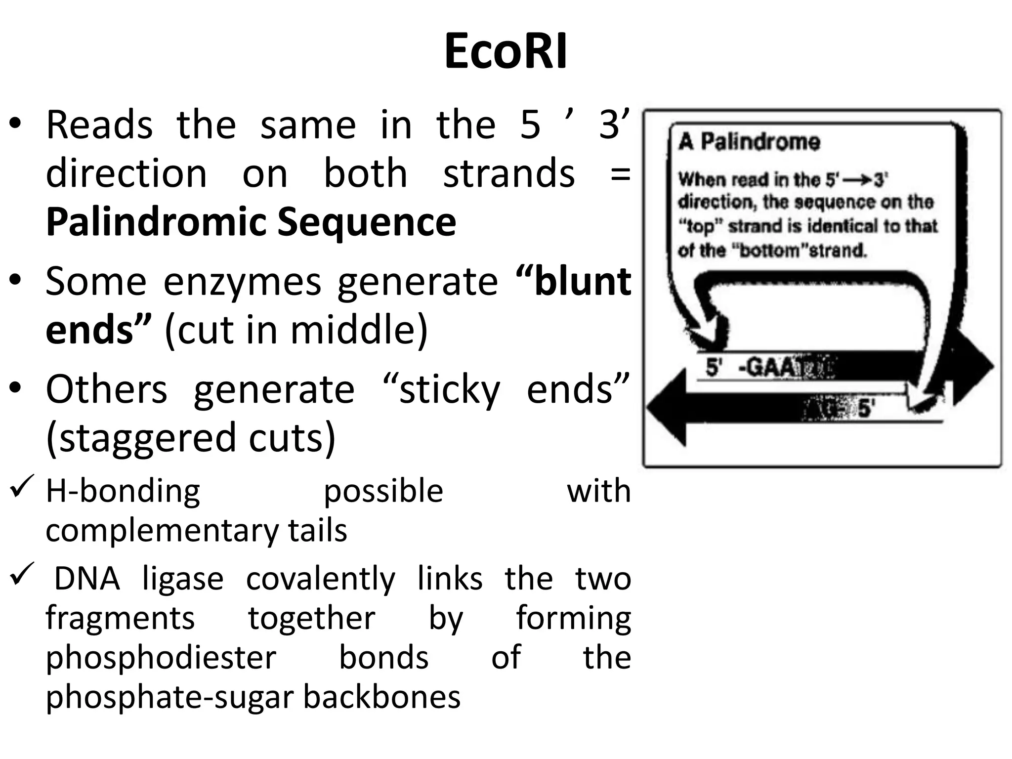 1. Study of cloning vectors, restriction endonucleases and DNA ligase.pptx