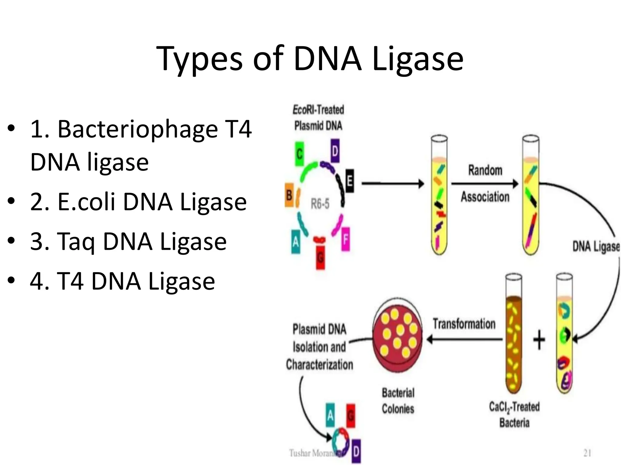 1. Study of cloning vectors, restriction endonucleases and DNA ligase.pptx
