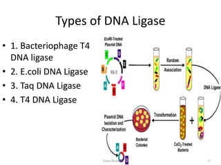 1. Study of cloning vectors, restriction endonucleases and DNA ligase.pptx