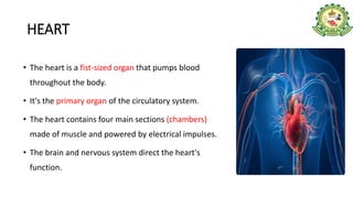 Heart cardiovascular system and its components | PPT