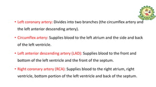 Heart cardiovascular system and its components | PPT