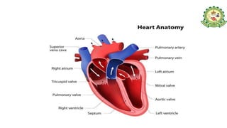 Heart cardiovascular system and its components | PPT