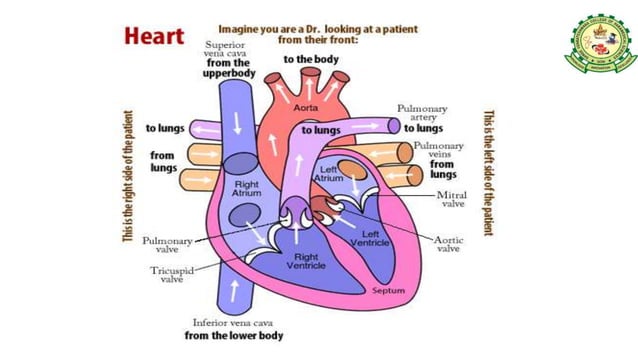 Heart cardiovascular system and its components | PPT