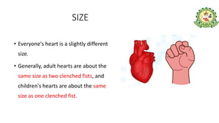Heart cardiovascular system and its components | PPT