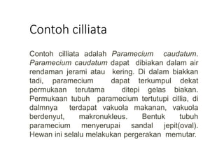 Avertebrata Air - Protozoa Avertebrata 1 | PPTX