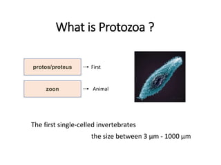 Avertebrata Air - Protozoa Avertebrata 1 | PPTX