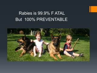 1.RABIES Awareness Presentaion powerpoint | PPTX
