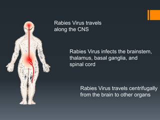 1.RABIES Awareness Presentaion powerpoint | PPTX